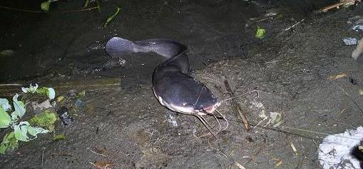 Historias felinas para la noche y el día: Los peces claria: una plaga ...