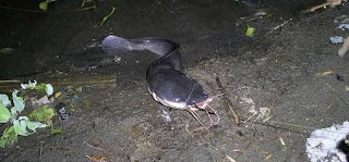 Historias felinas para la noche y el día: Los peces claria: una plaga ...