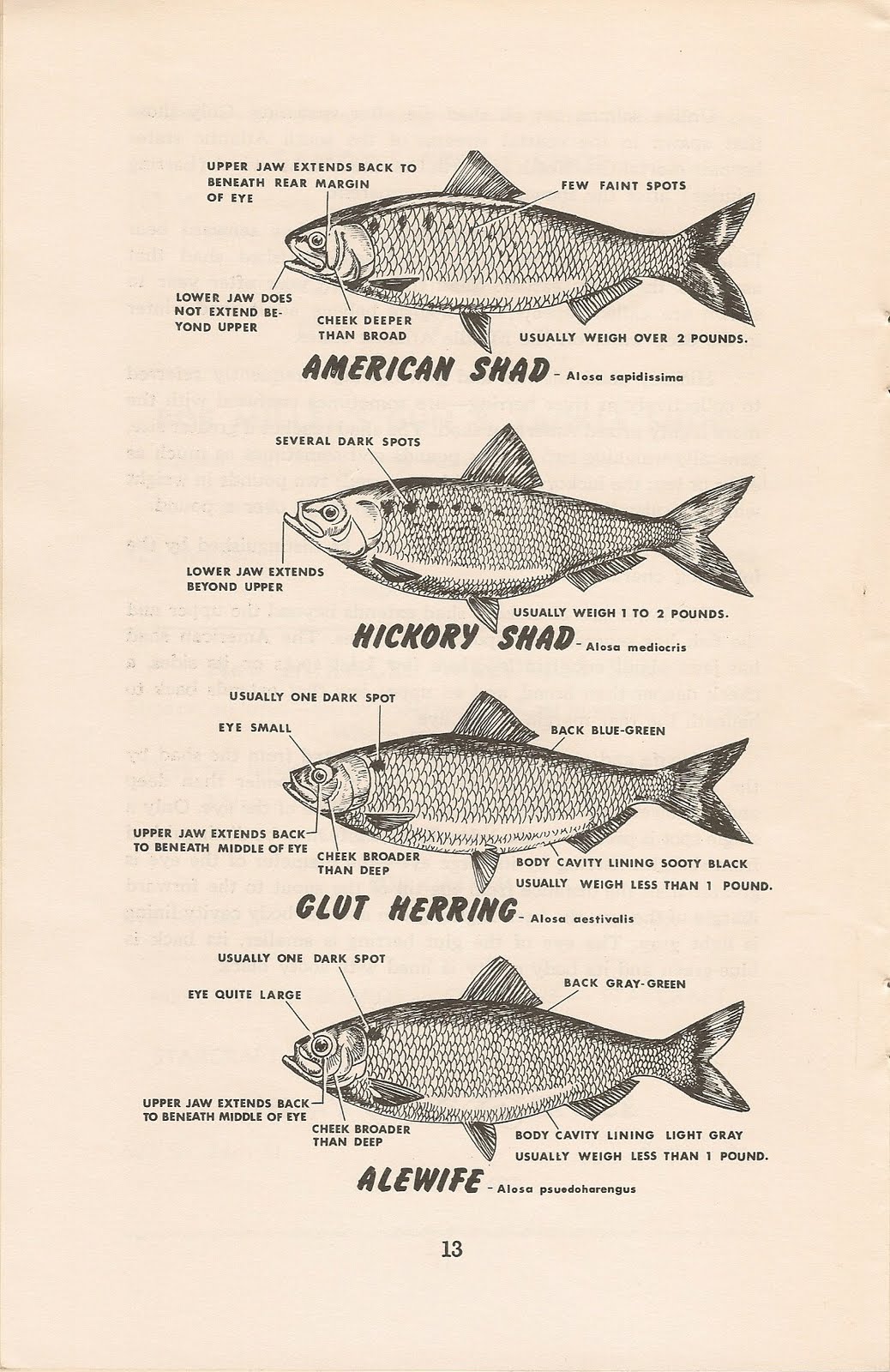 Other Internents: A Guide to Better Shad Fishing on the Delaware River