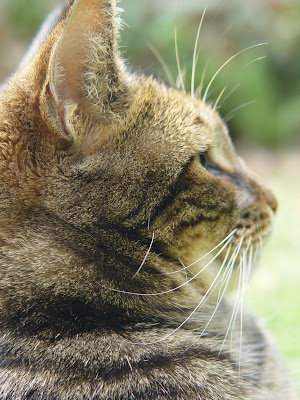 Liz de Speville: Bracken: A Mighty Fine Cat