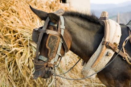 Chief Executive Boards Blog: Don't Worry About the Mule Going Blind ...