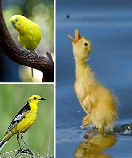 Animal Collections: Butter Living: 10 Amazing Yellow Animals