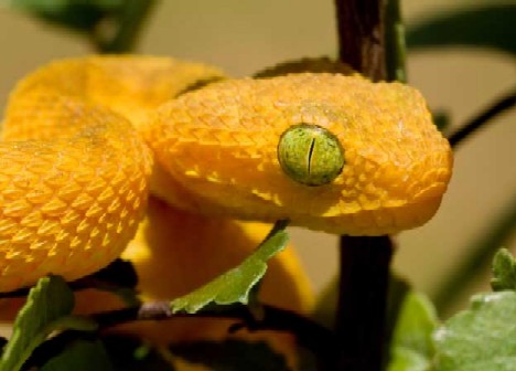 Animal Collections: Butter Living: 10 Amazing Yellow Animals