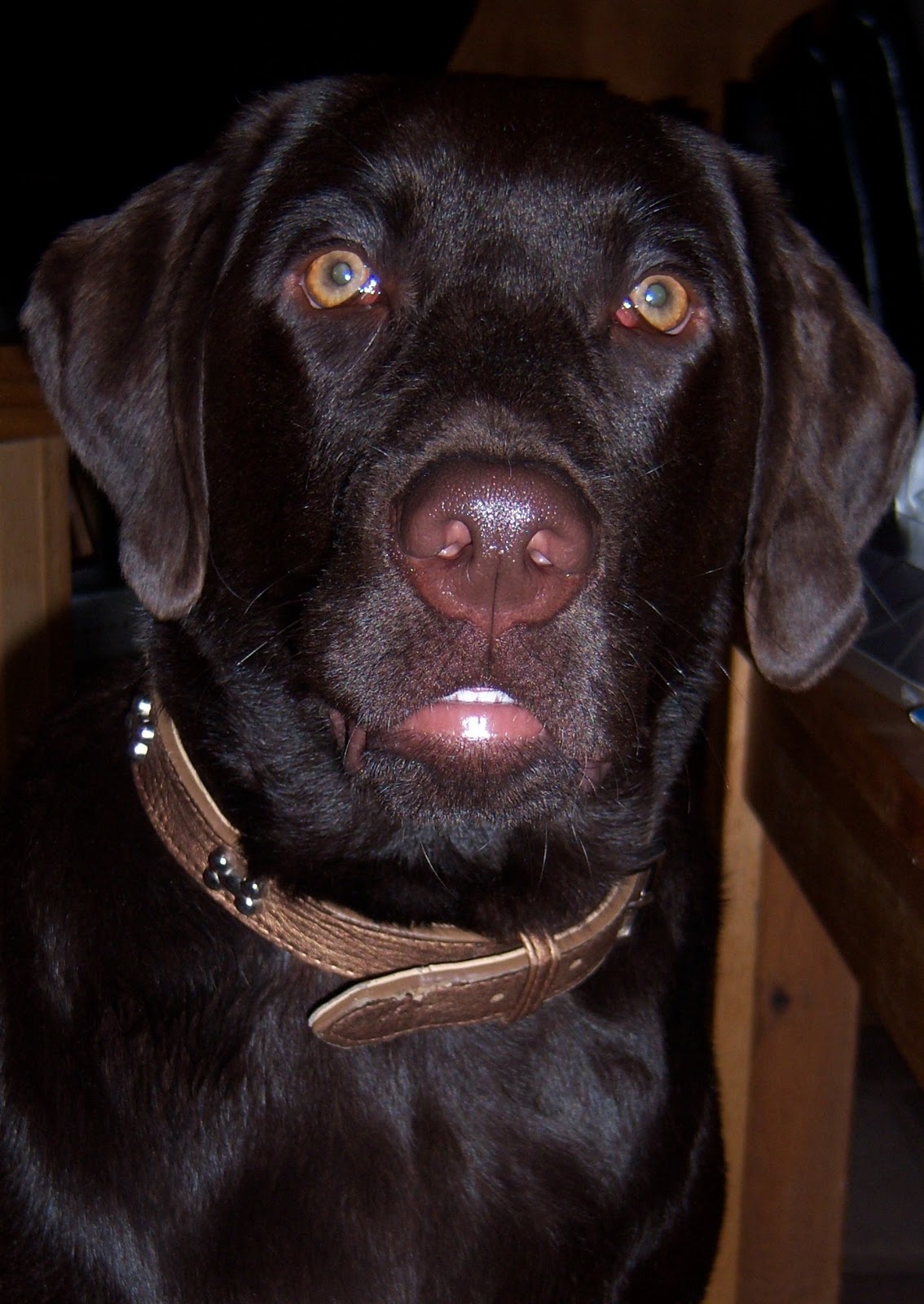 Casper Bear "Life Of A Chocolate Labrador": October 2010