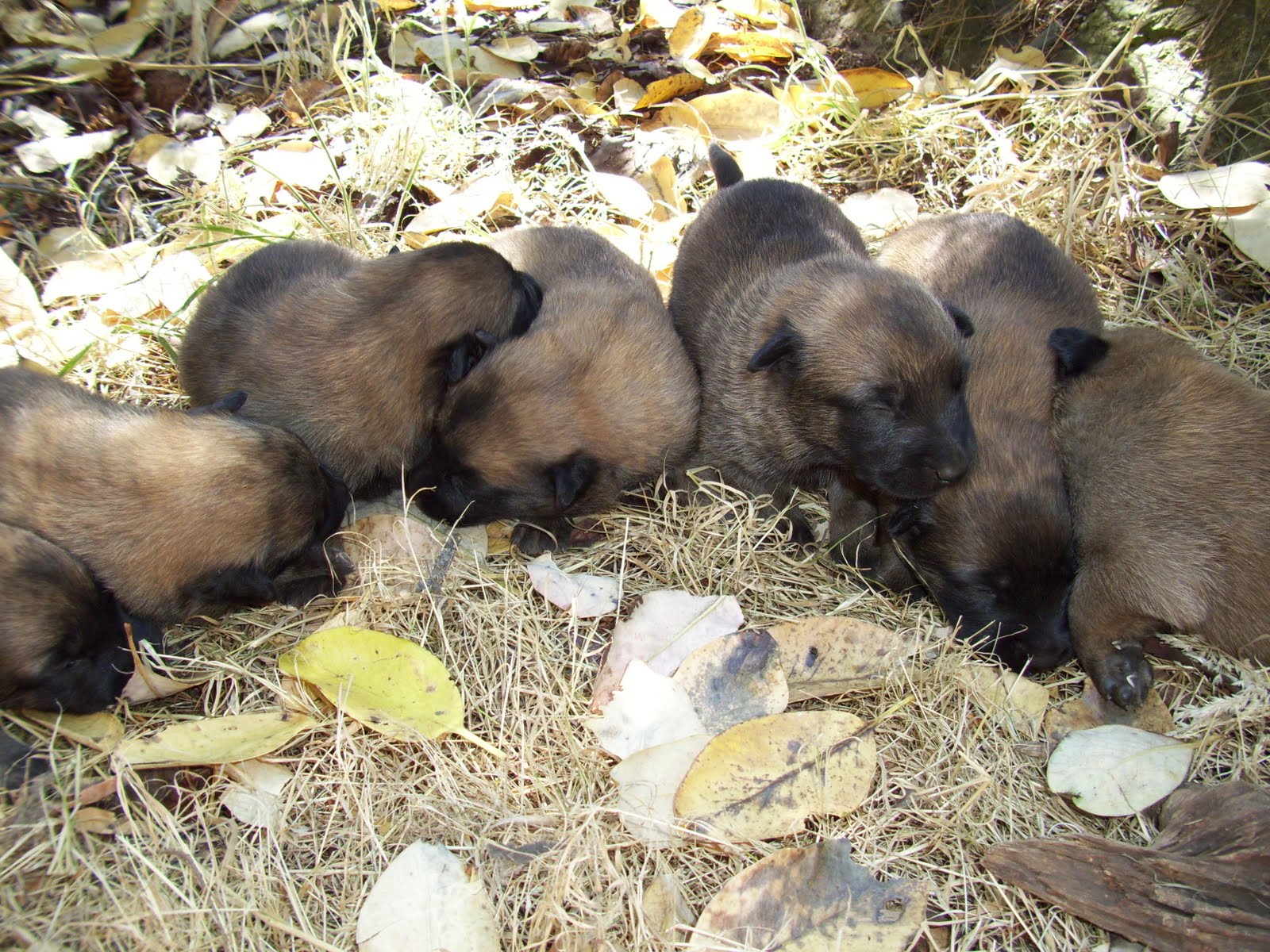 Belgian Malinois - best working dogs