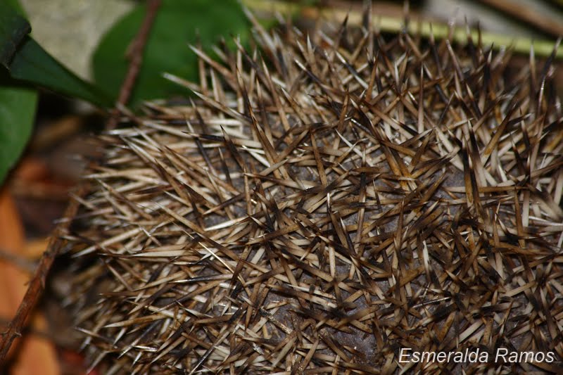 Cuaderno de campo. Rastros e indicios de fauna: Rastros de erizo ...