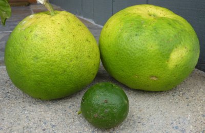 Edible Urban Gardening: The Case of the Giant Lemon