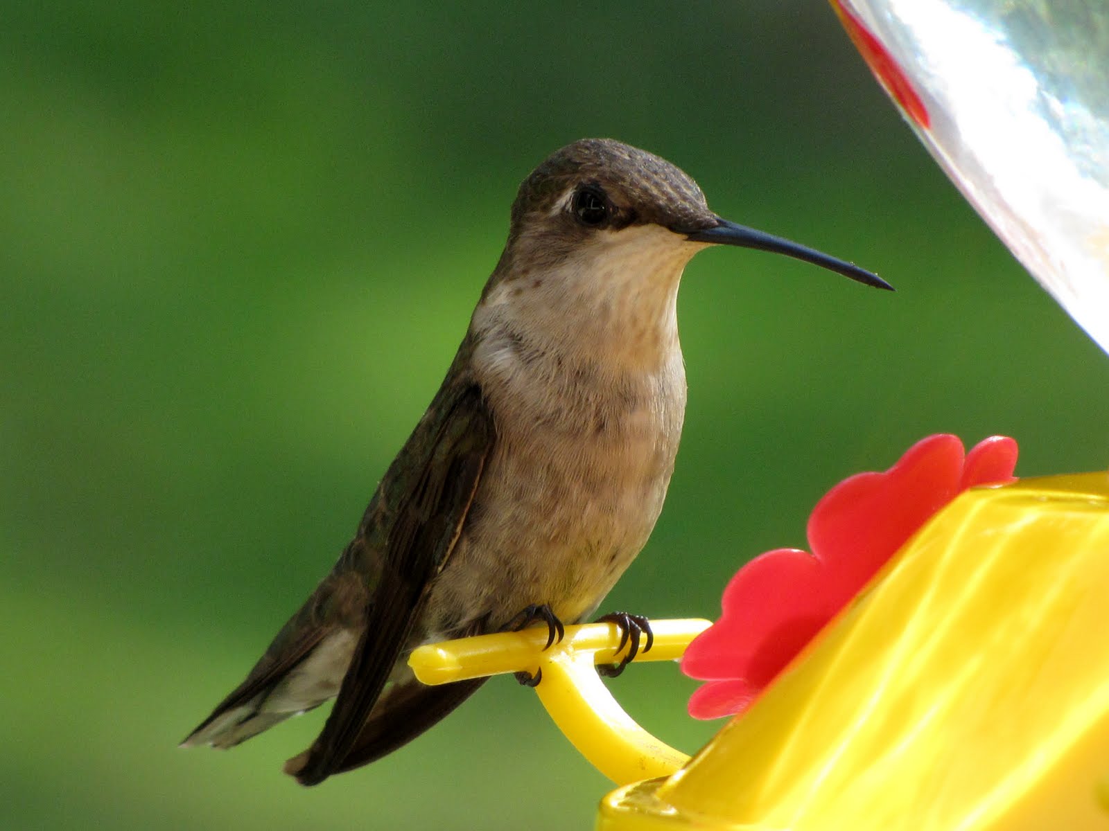 Sheris Healing Flower Garden: July's new baby hummingbirds!