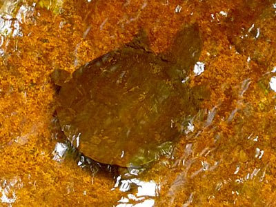 tHE tiDE cHAsER: Sarawak - Bako & Gunung Gading