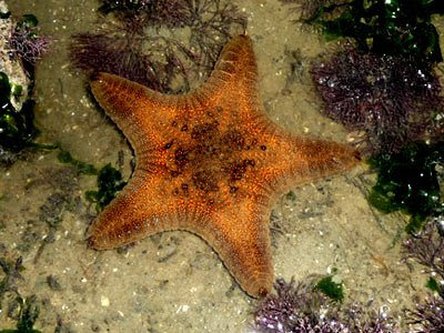 tHE tiDE cHAsER: Biggest Sea Star in Singapore?