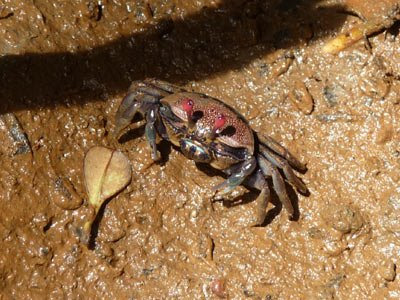 tHE tiDE cHAsER: Colourful Fiddler Crabs at Pulau Ubin