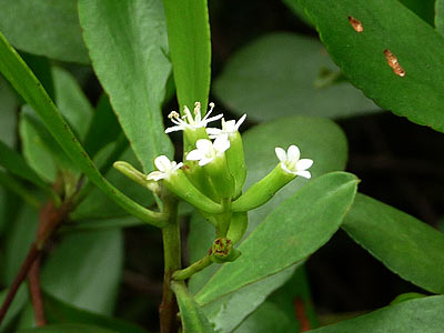 tHE tiDE cHAsER: Rare Mangrove Plants in Sungei Buloh