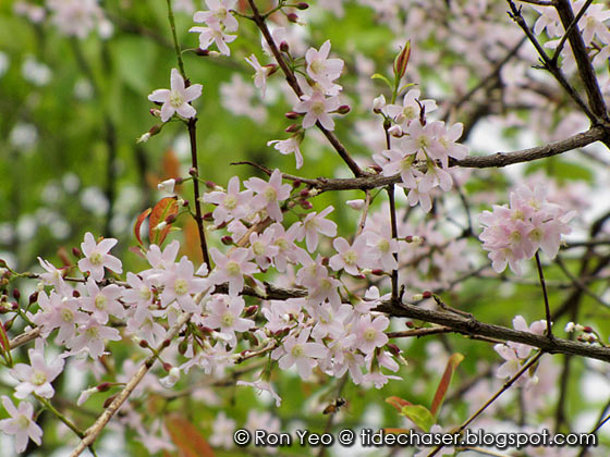 tHE tiDE cHAsER: Titan Arum at Singapore Botanic Gardens