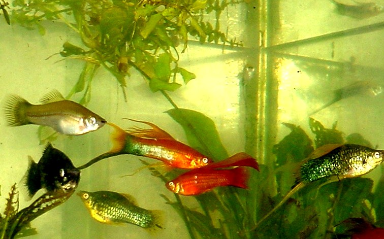 Xiphophorus Hellerii