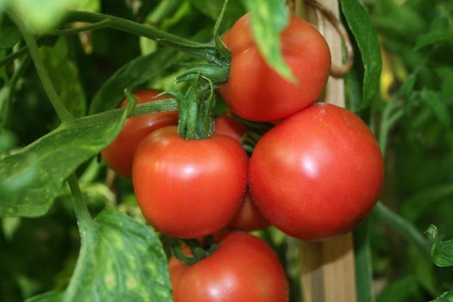 Living in Alaska: Vegetable Feast in Central, Alaska