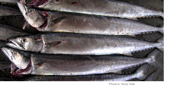 Cape Town Interest: Best Snoek Braai (Barbeque)