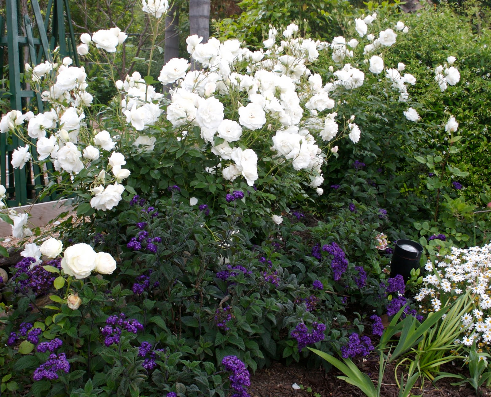 The Gardens of Petersonville: Crisp Colors