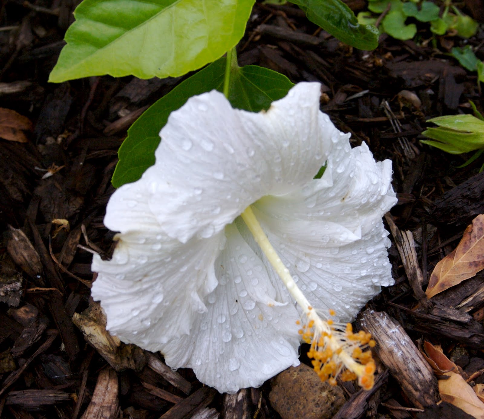 The Gardens of Petersonville: Harvest Moon Blooms