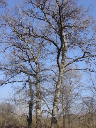 ARBRES: Àlber (Populus alba)