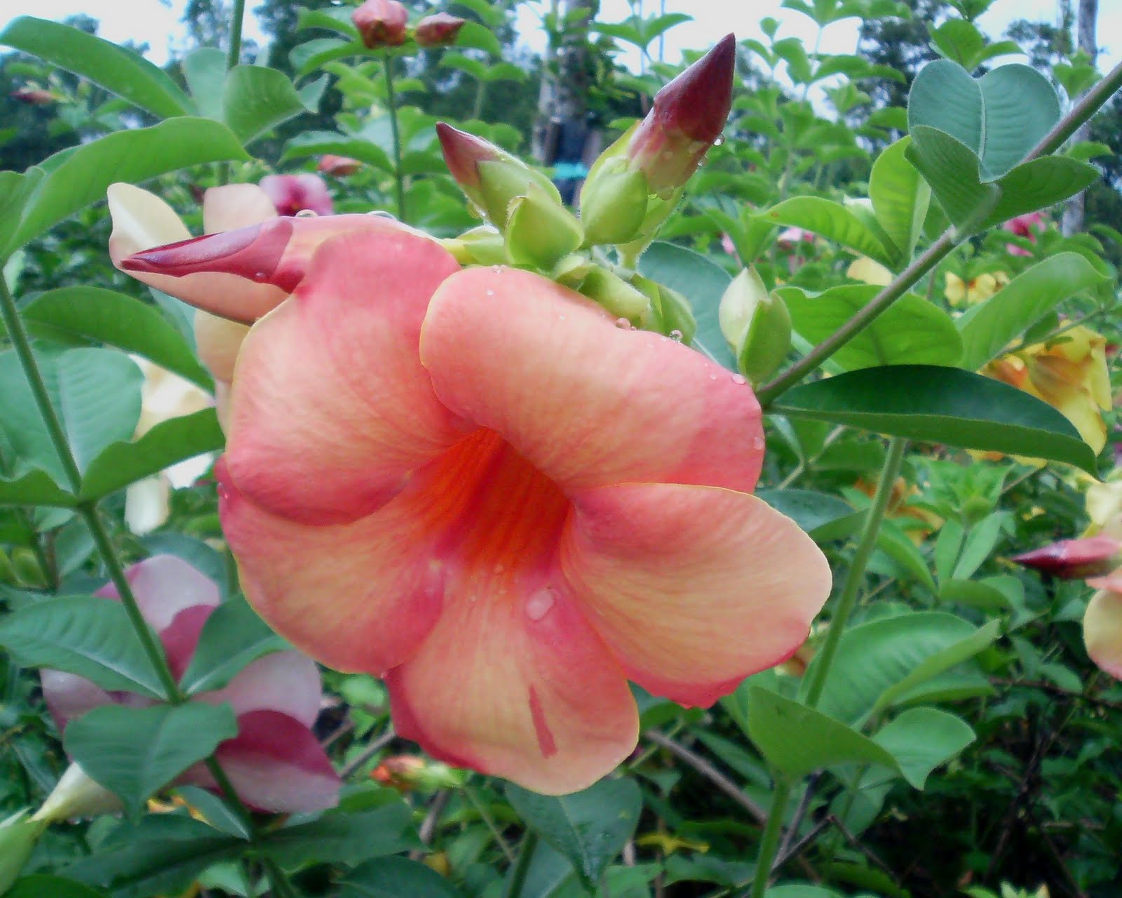 Laman Kambatik Plants list (3rd ed.): Allamanda Hybrids