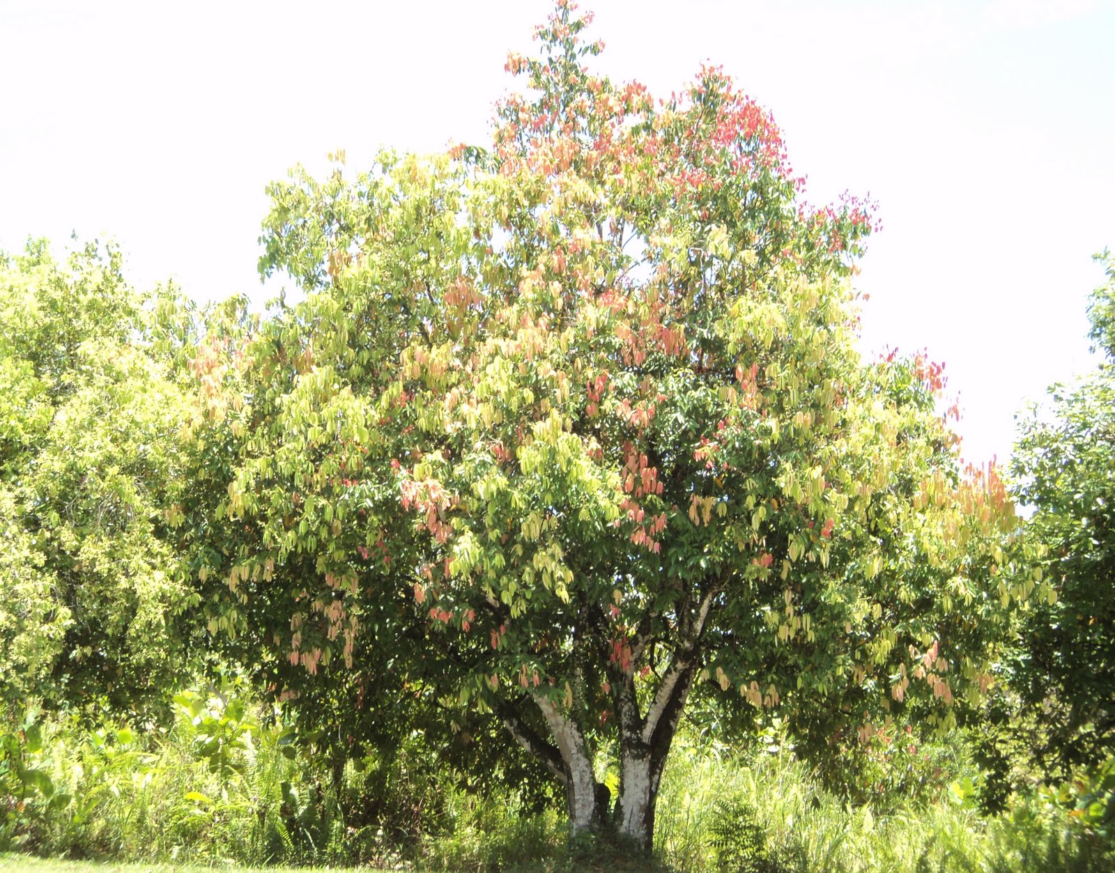 Laman Kambatik Plants list (3rd ed.): Cinnamomum iners ( Wild Cinnamon)