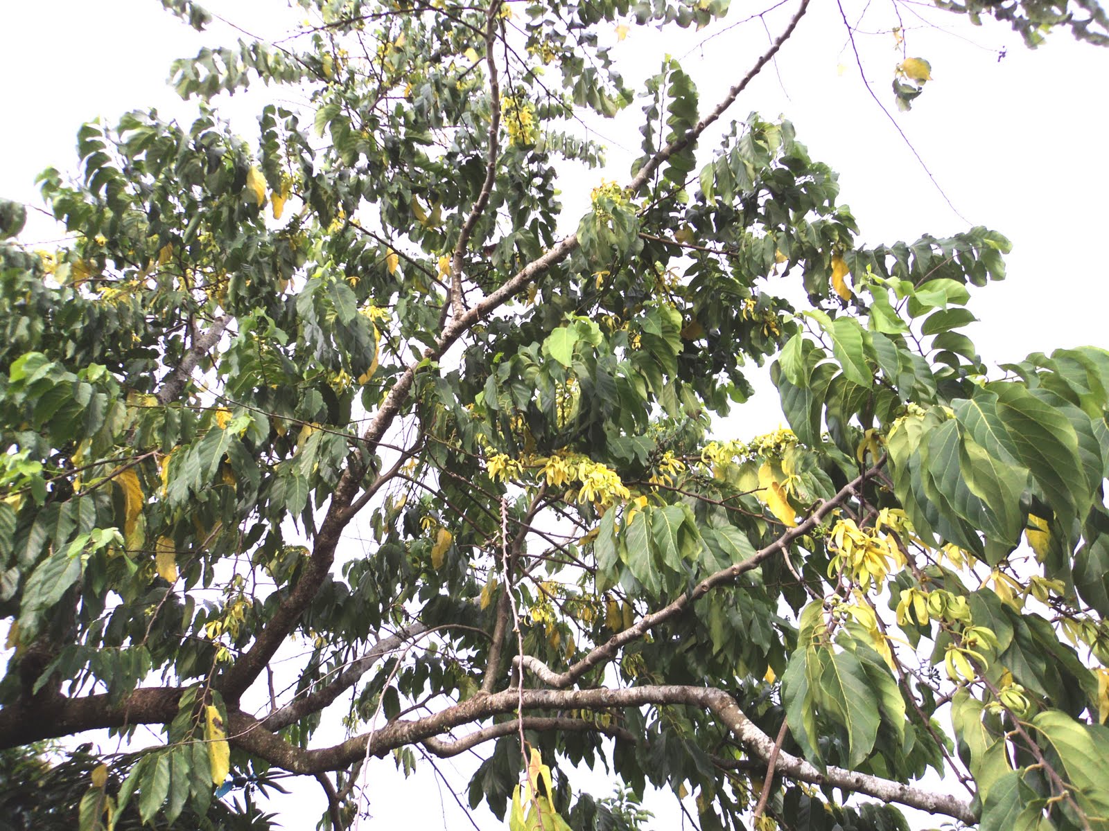 Laman Kambatik Plants list (3rd ed.): Canagium odoratum ( Kenanga)