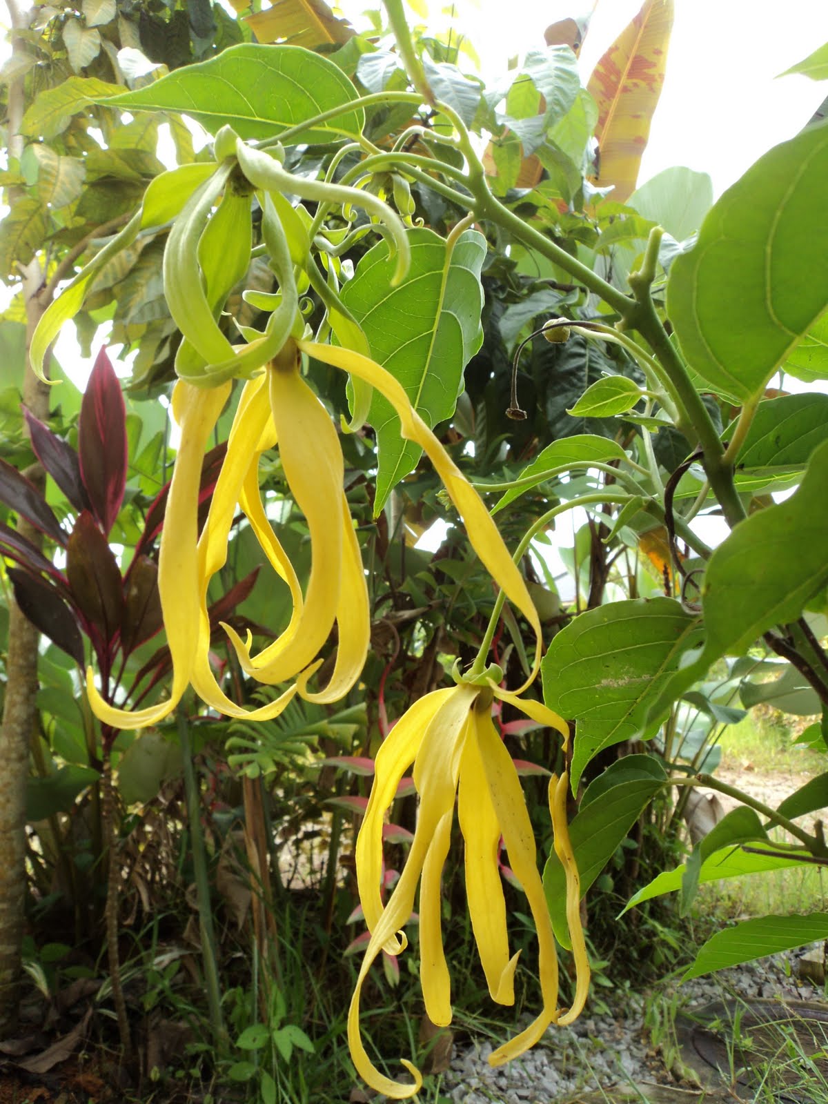 Laman Kambatik Plants list (3rd ed.): Canagium odoratum ( Kenanga)