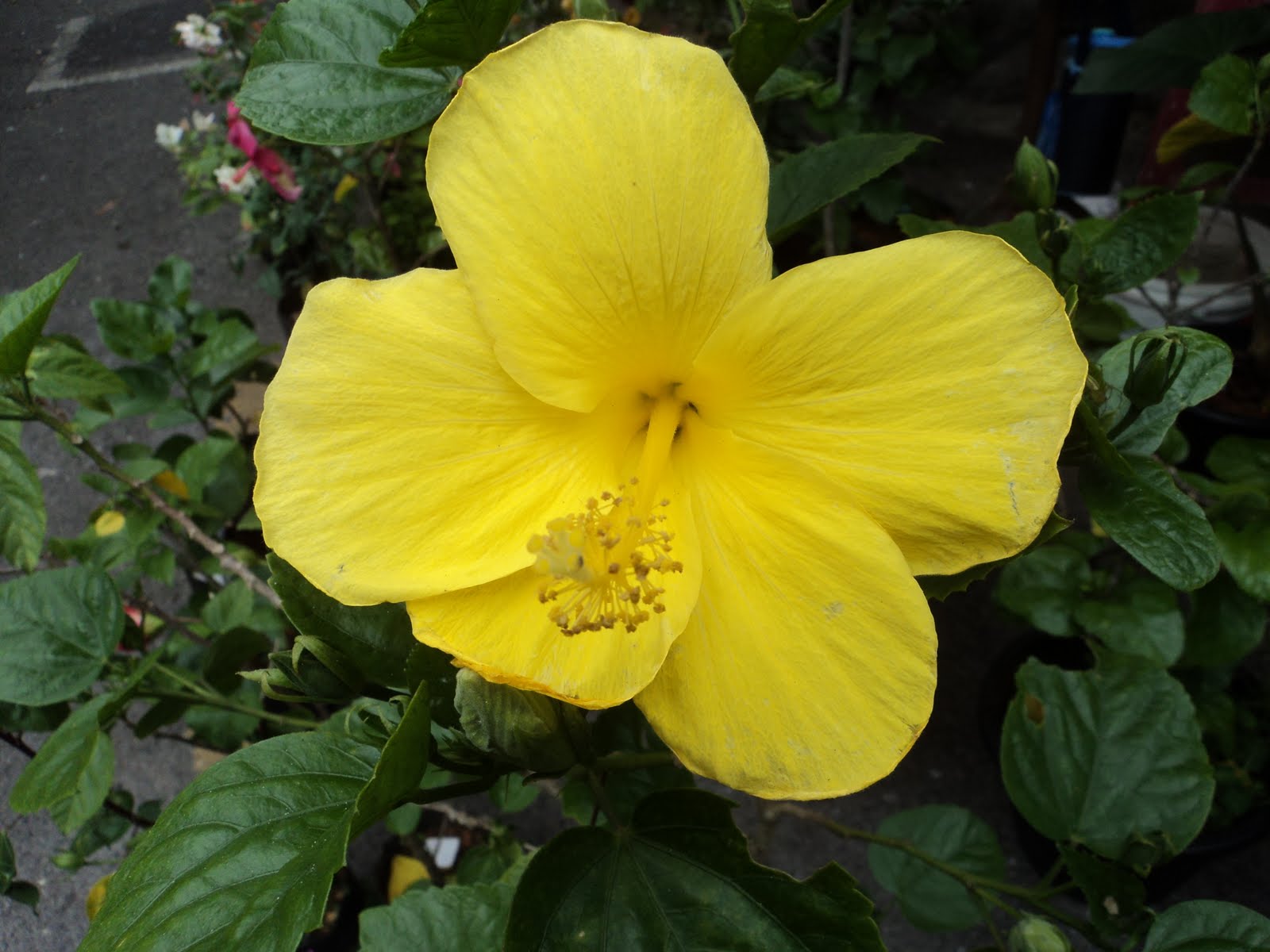 Laman Kambatik Plants list (3rd ed.): Yellow Hibiscus hues