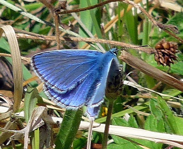 Wild and Wonderful: June 2010