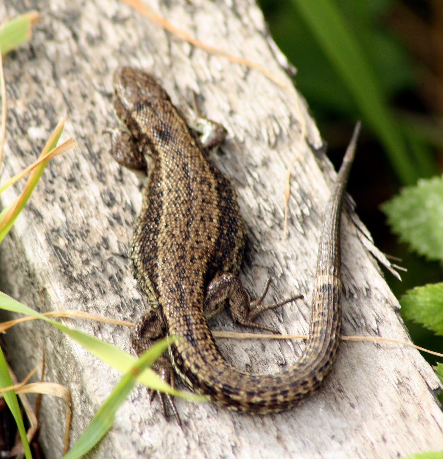 Wild and Wonderful: Herpetofauna (2): Frogs and Lizards