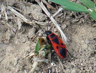 Wild and Wonderful: Eye-catching Insects (1): Fiery Red Colours in Greece