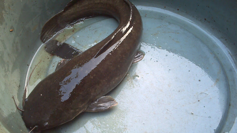 Purwakarta's Bibit Lele: PURWAKARTA’S LELE