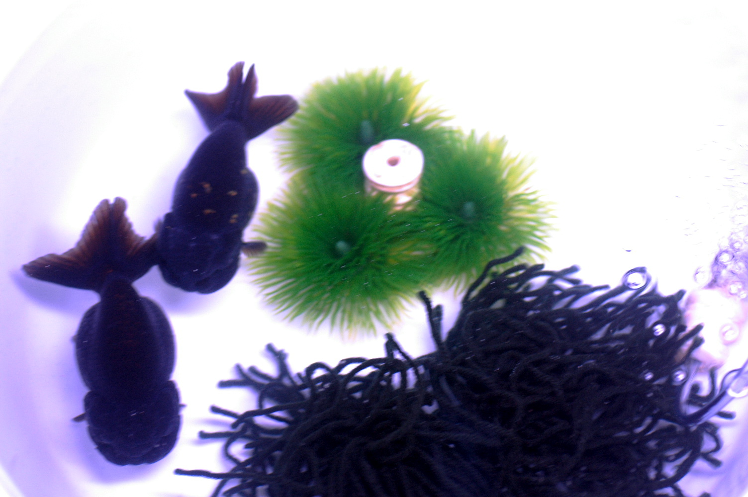 Goldfish Garage: A Two Car Fishroom: Breeding set up: Black Ranchu and ...