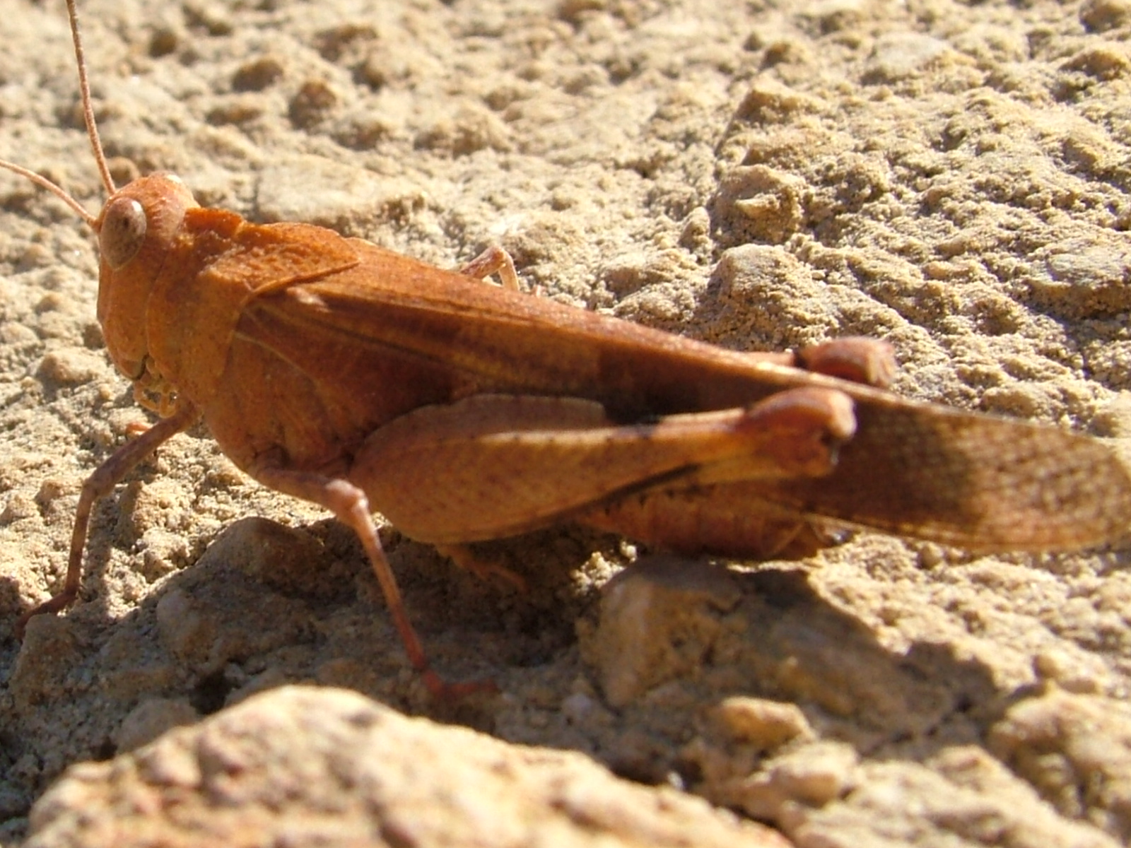 FOTOS ALBERTI: BICHITOS 2