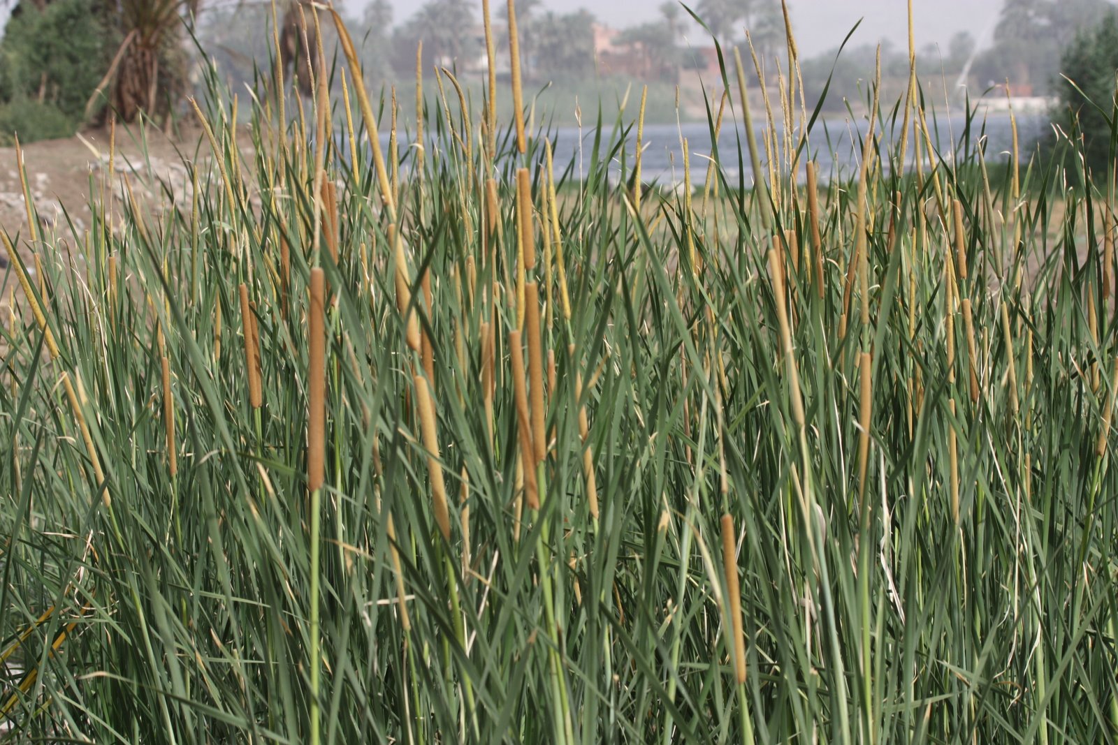 Plants in Egypt: bullrushes