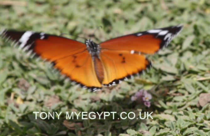 Butterflies,fish and Insects of Egypt: Butterflies