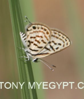 Butterflies,fish and Insects of Egypt: Butterflies