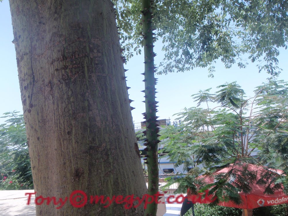 Plants in Egypt: plants in May part 2