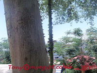 Plants in Egypt: plants in May part 2