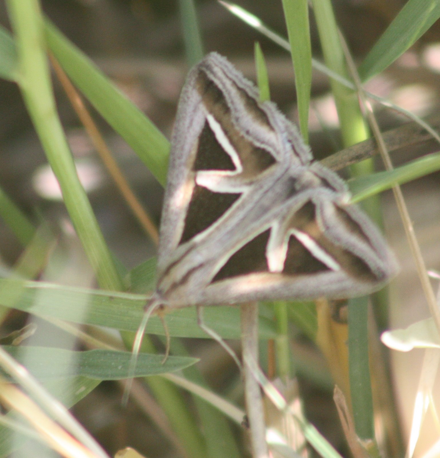 Butterflies,fish and Insects of Egypt: Moth or butterfly