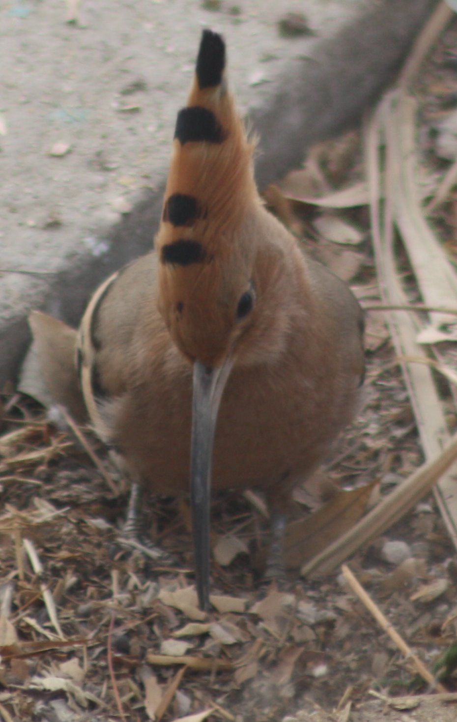 Birding in Egypt: Hoopoe. Upupa epops