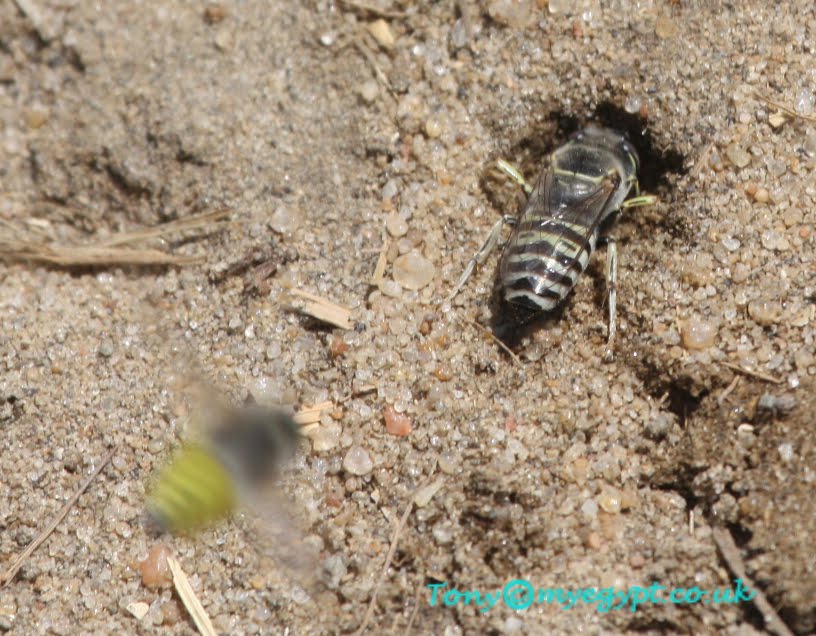 Butterflies,fish and Insects of Egypt: bugs, bees and butterflies
