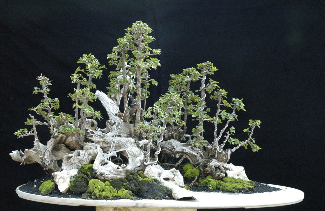 Penjing - penzai on Pinterest | Bonsai, Bonsai Trees and Chinese