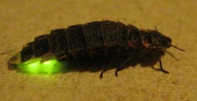 paradis express: Lucioles/fireflies