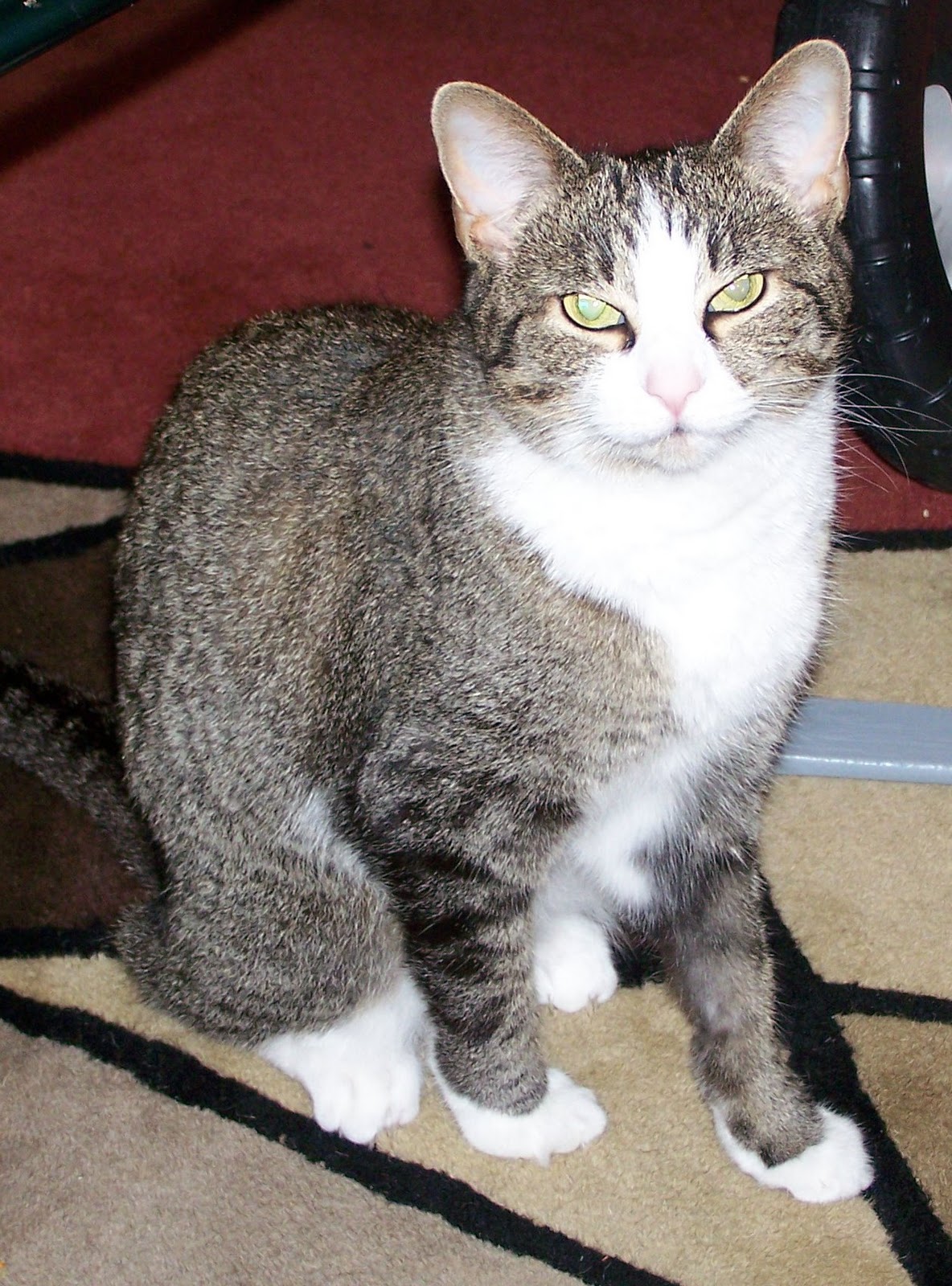 Sugar & Spice in the land of Balls & Sticks: Socks the Cat