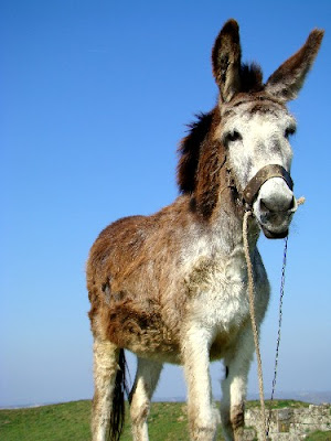 vento no cabelo: um Burro fotogénico