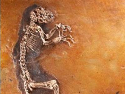 Napalius: El eslabón perdido fue encontrado