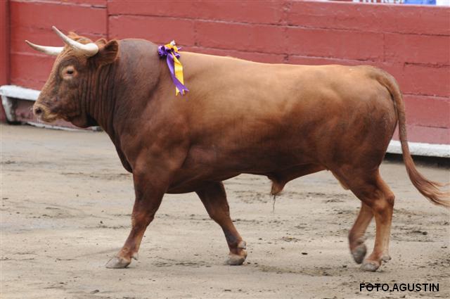 DETOROS Y MAS: Análisis Toro a Toro de la corrida de ayer (Acho)
