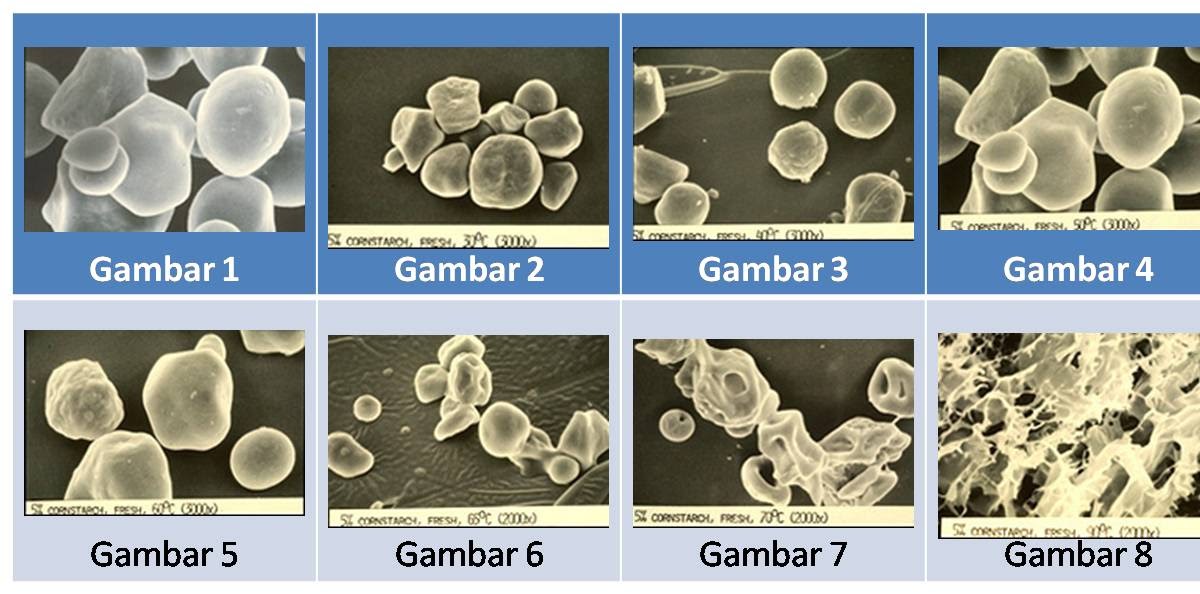 FOOD STORY2: Pati dan Karakteristik Pati Ubi Jalar (Ipomoea batatas)