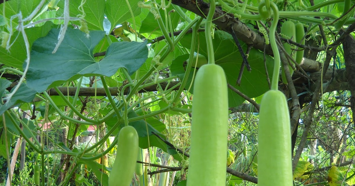 Labu Air (Lagenaria siceraria): Labu Air ( Lagenaria Siceraria)